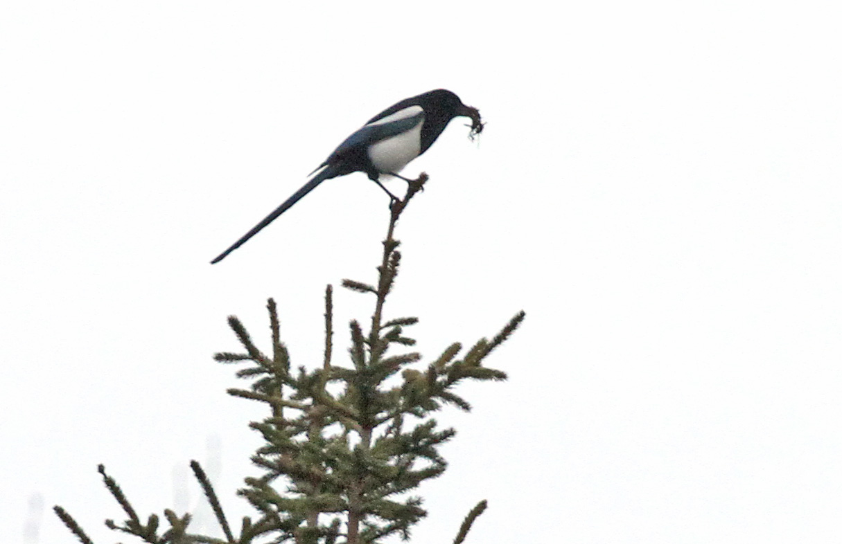 Another state first! Black-billed Magpies building a nest - Wisconsin ...