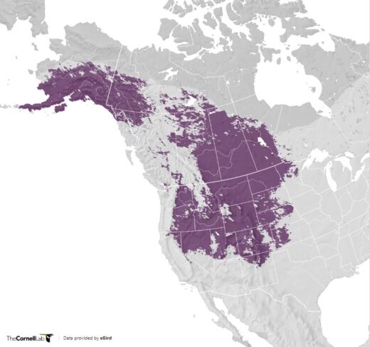 Another state first! Black-billed Magpies building a nest - Wisconsin ...